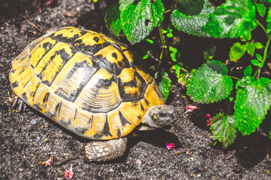 Czym Karmić Żółwia Lądowego? Dieta i Potrzeby Żywieniowe Żółwi ...