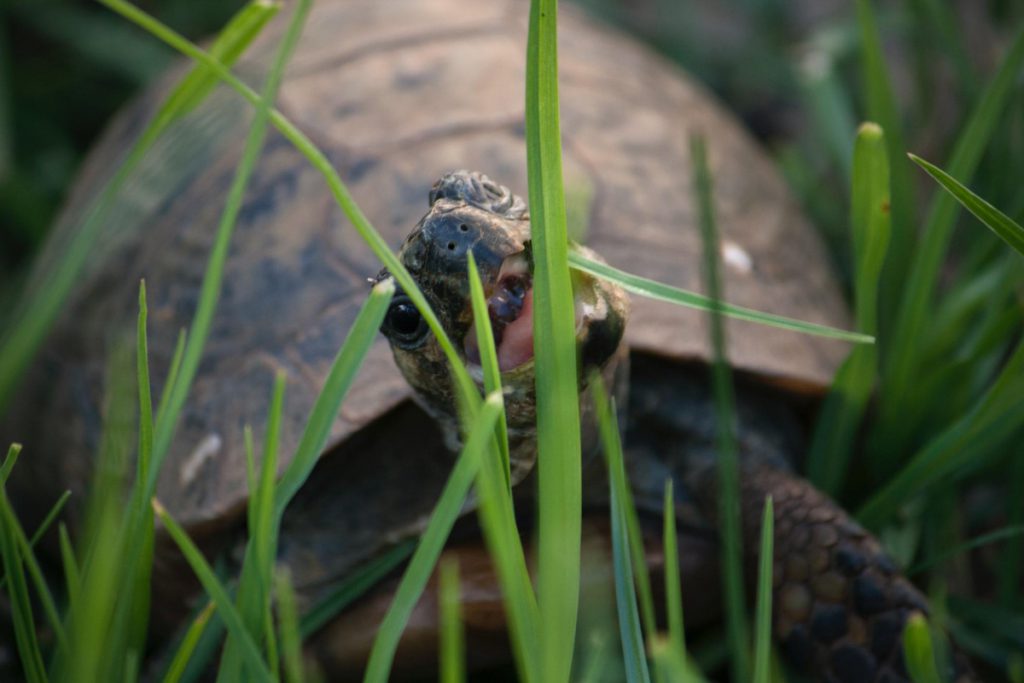 Czym Karmić Żółwia Lądowego? Dieta i Potrzeby Żywieniowe Żółwi ...